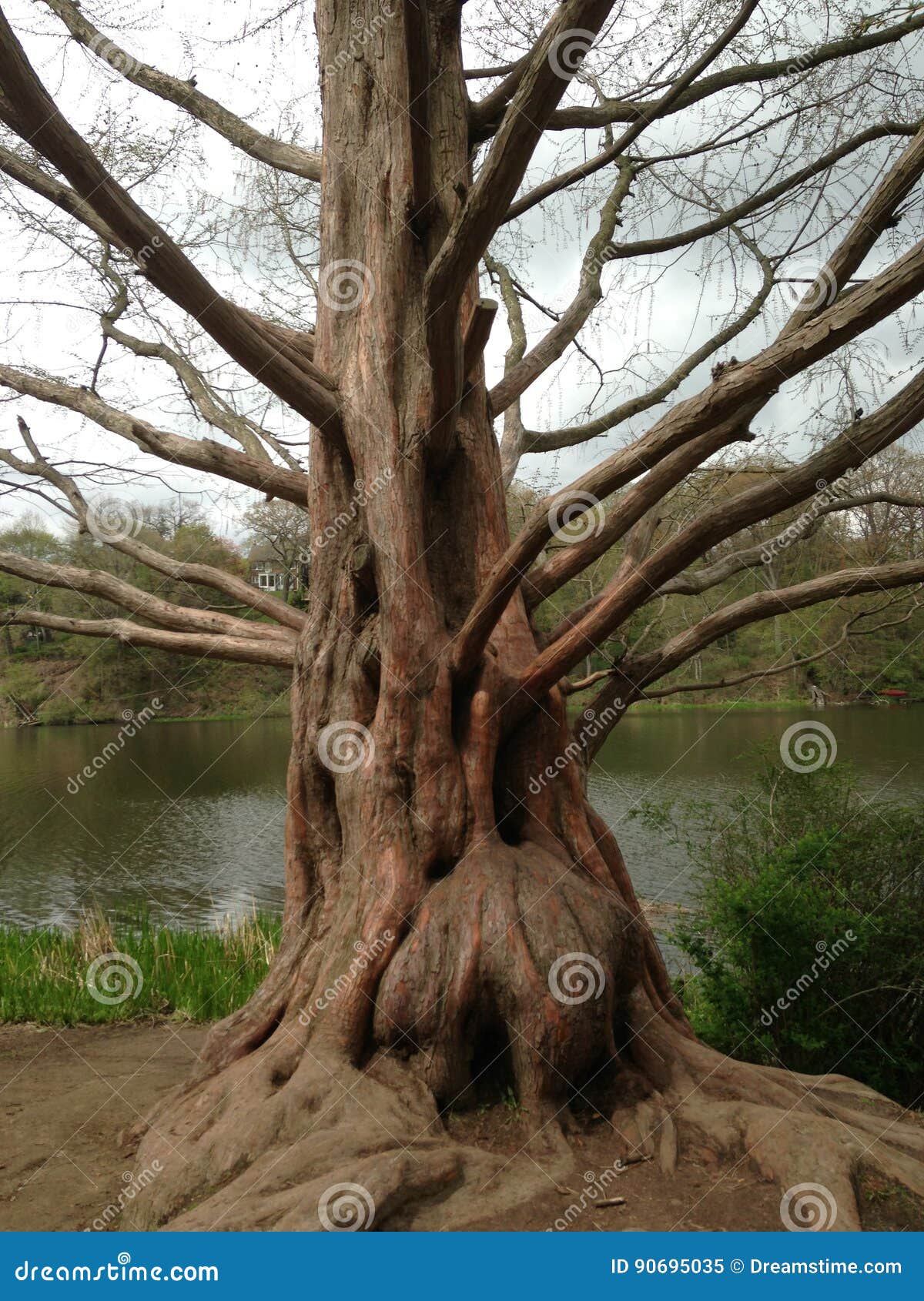 Aged tree stock image. Image of spring, lake, roots, nature - 90695035