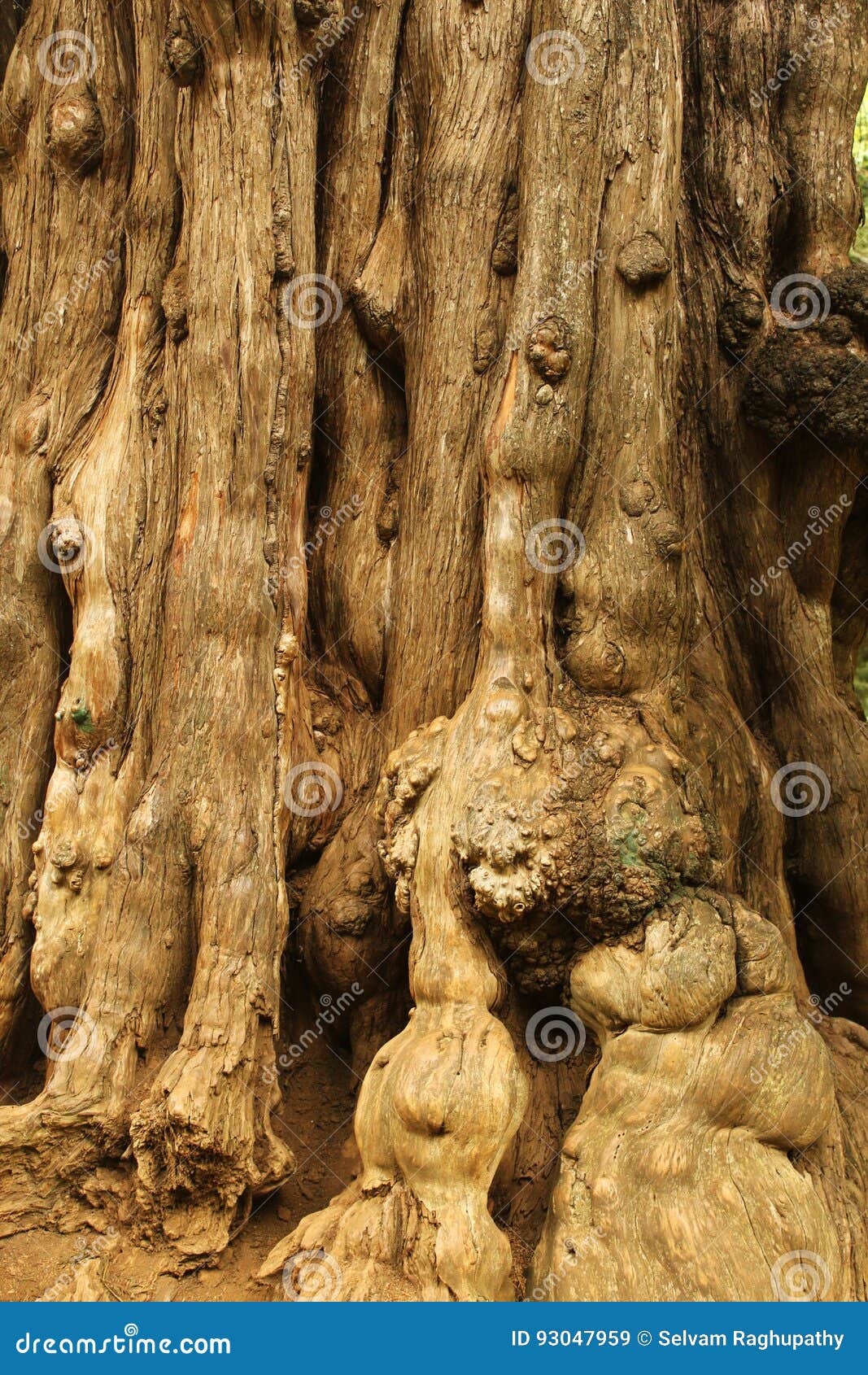 Aged tree stem stock image. Image of decoration, texture - 93047959