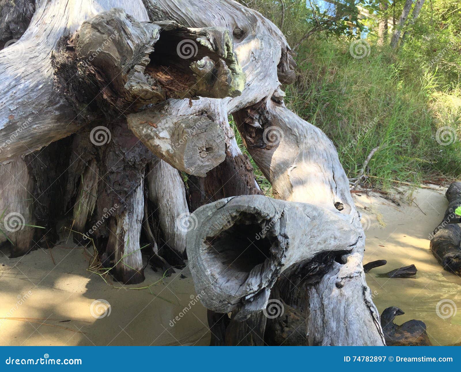 Aged tree trunk beach editorial photography. Image of tree - 74782897