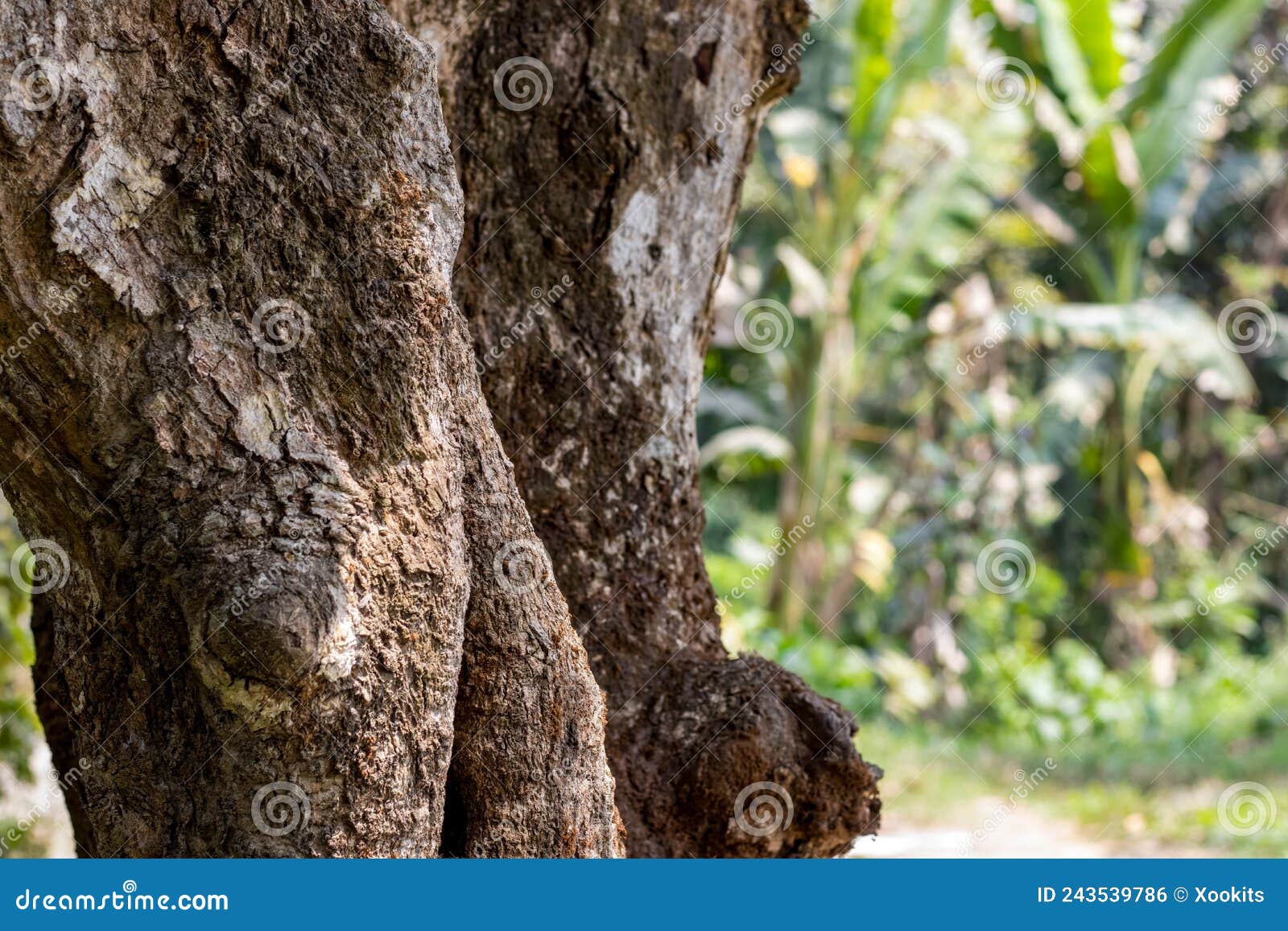Aged Tree Trunk Close Up Shot with Copy Space Stock Photo - Image of ...