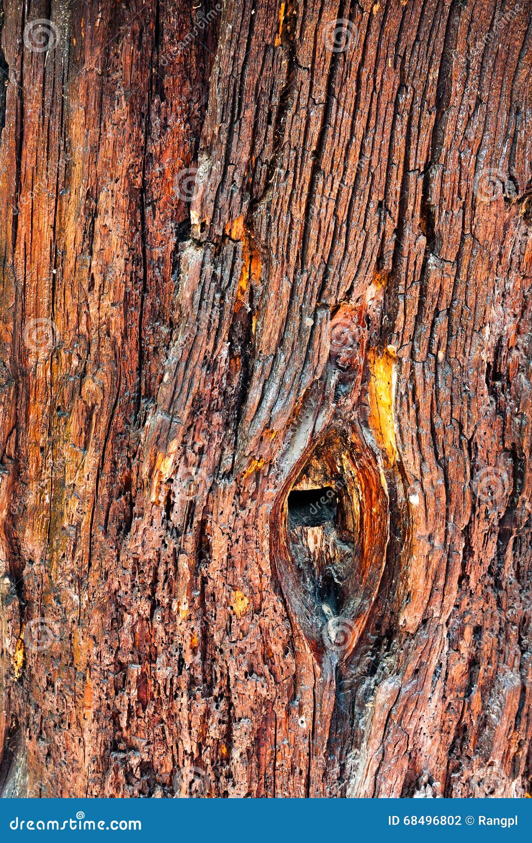 Aged Tree Trunk Surface Background Stock Photo - Image of material ...