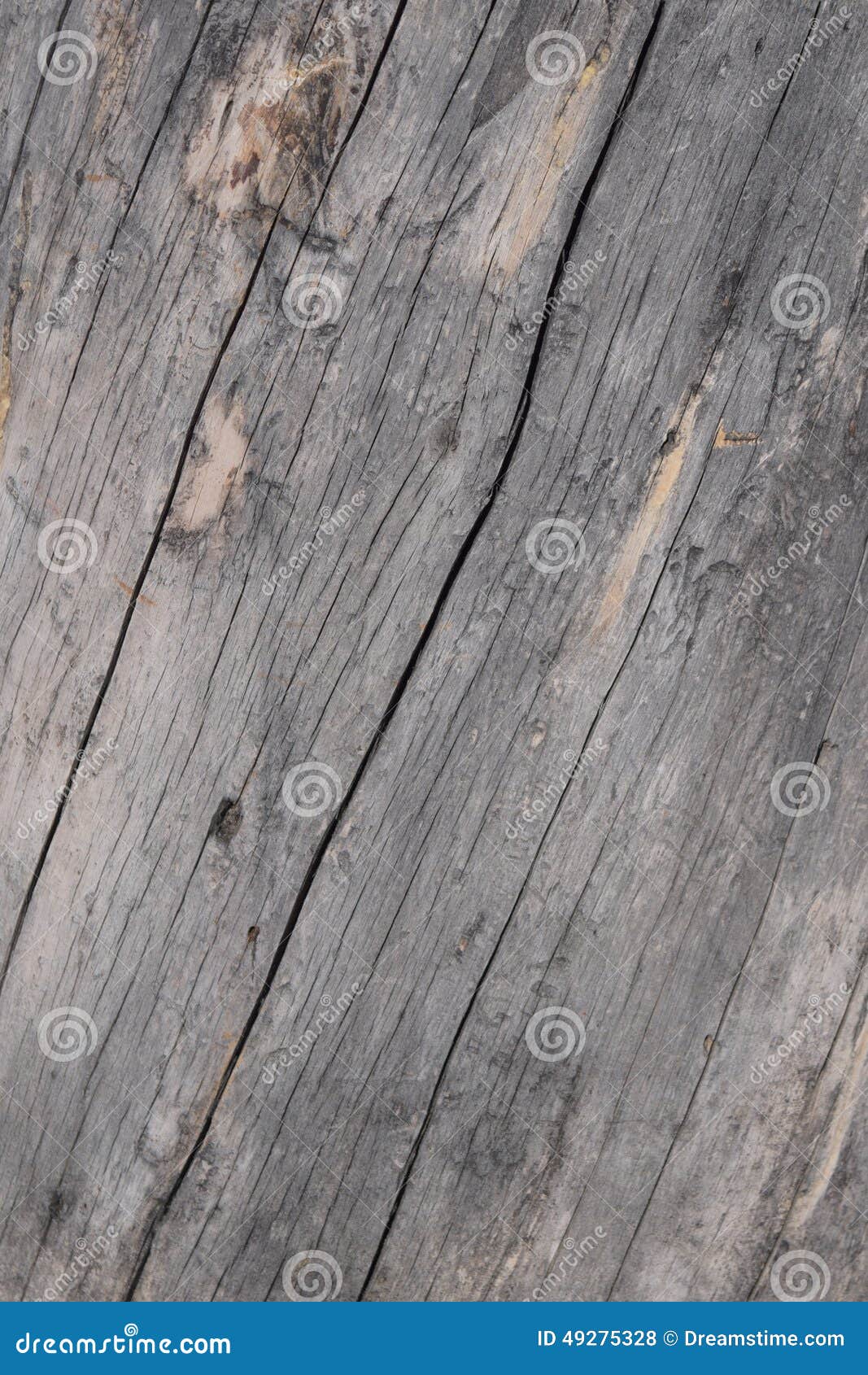 Aged wood stock photo. Image of cottonwood, gray, tree - 49275328