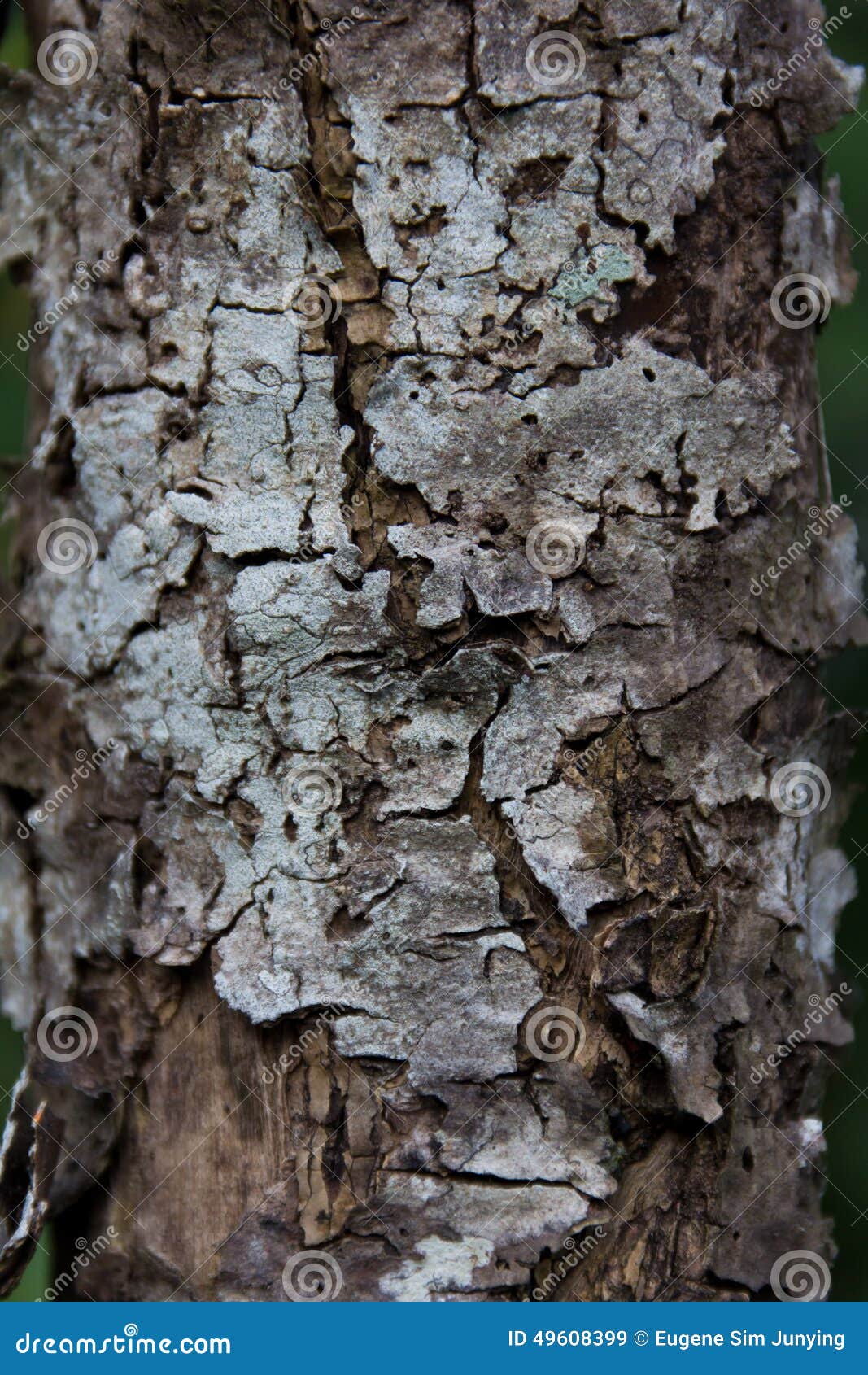 Ageing tree bark stock image. Image of forest, nature - 49608399