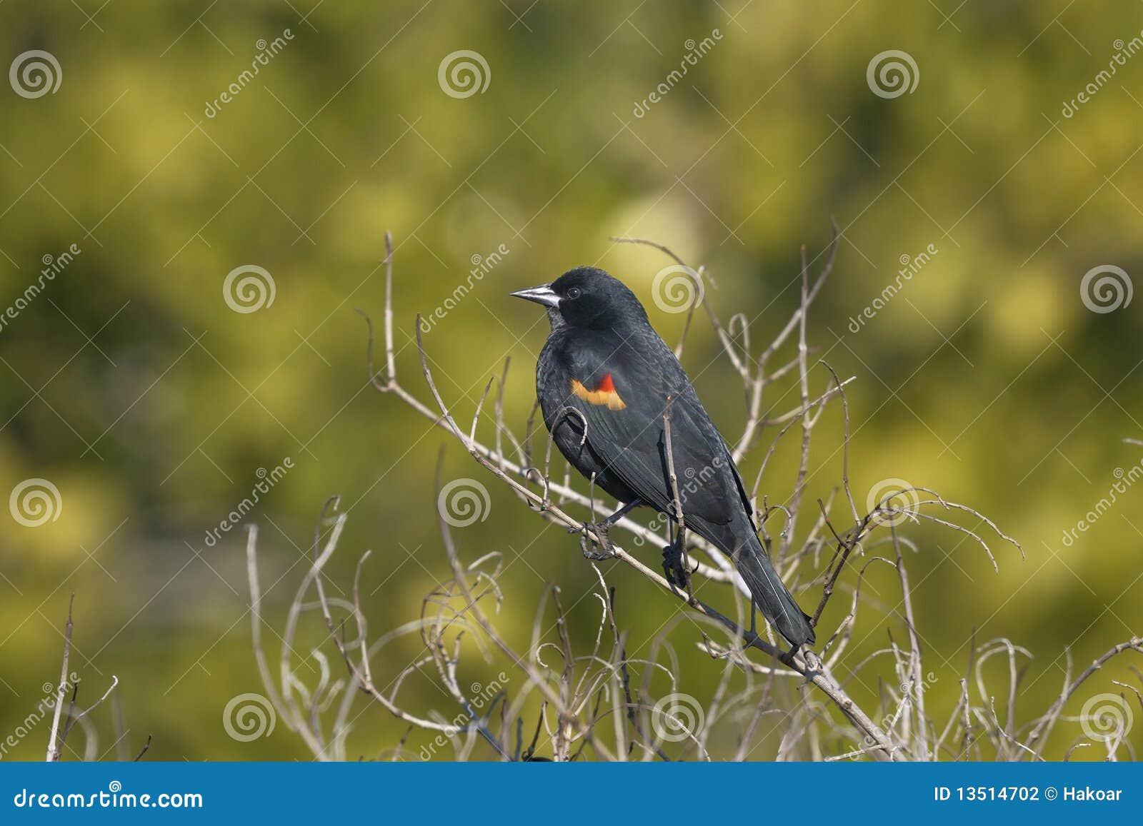 Agelaius Phoeniceus, Red-winged Blackbird Stock Photo - Image of ...