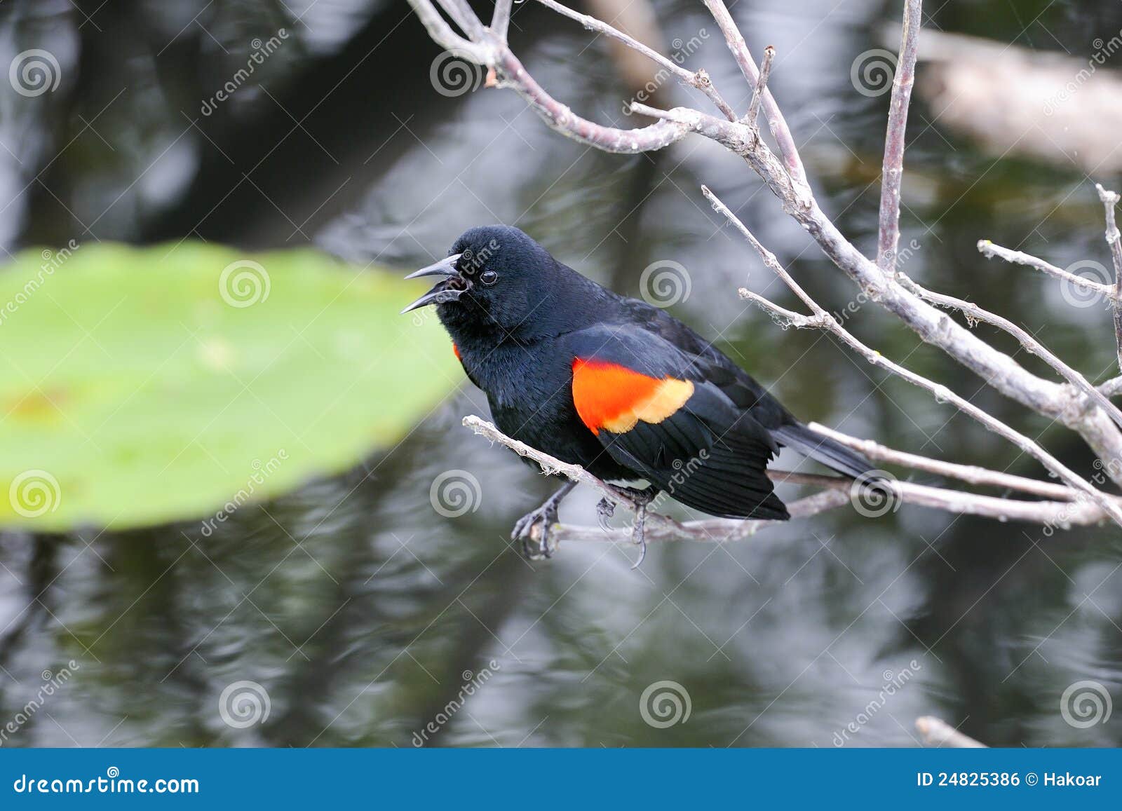 Agelaius Phoeniceus, Red-winged Blackbird Stock Photo - Image of winged ...