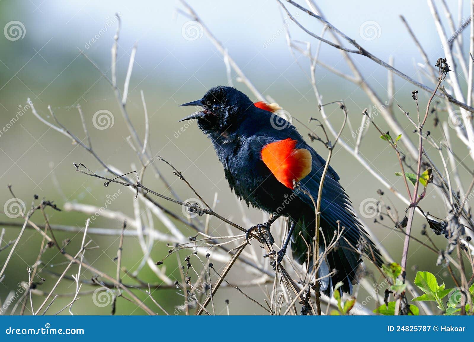 Agelaius Phoeniceus, Red-winged Blackbird Stock Image - Image of wing ...