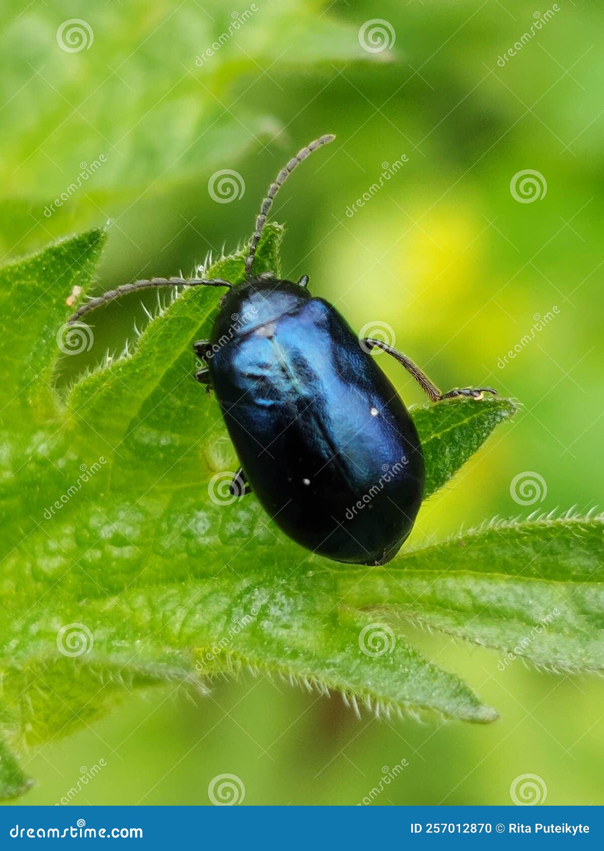 Agelastica alni stock photo. Image of wild, alder, agelastica - 257012870