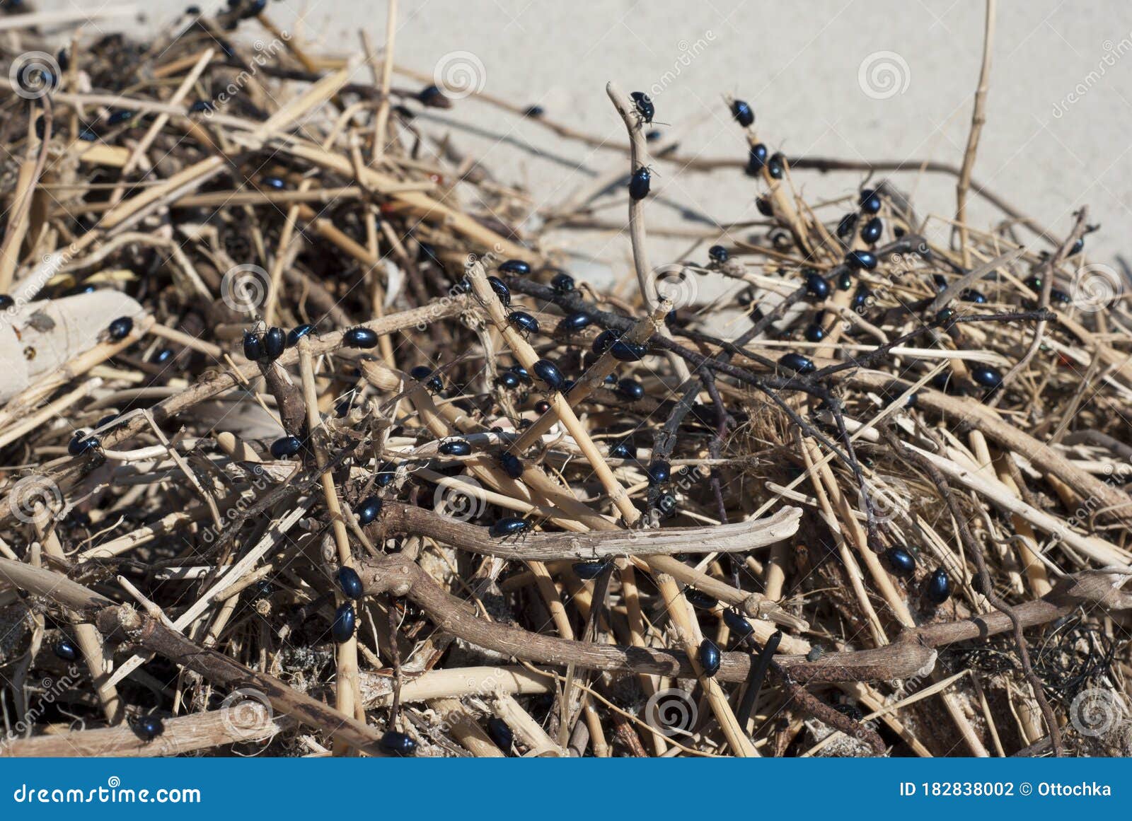 Agelastica Beetles in Nature Stock Photo - Image of sermylini, ecology ...