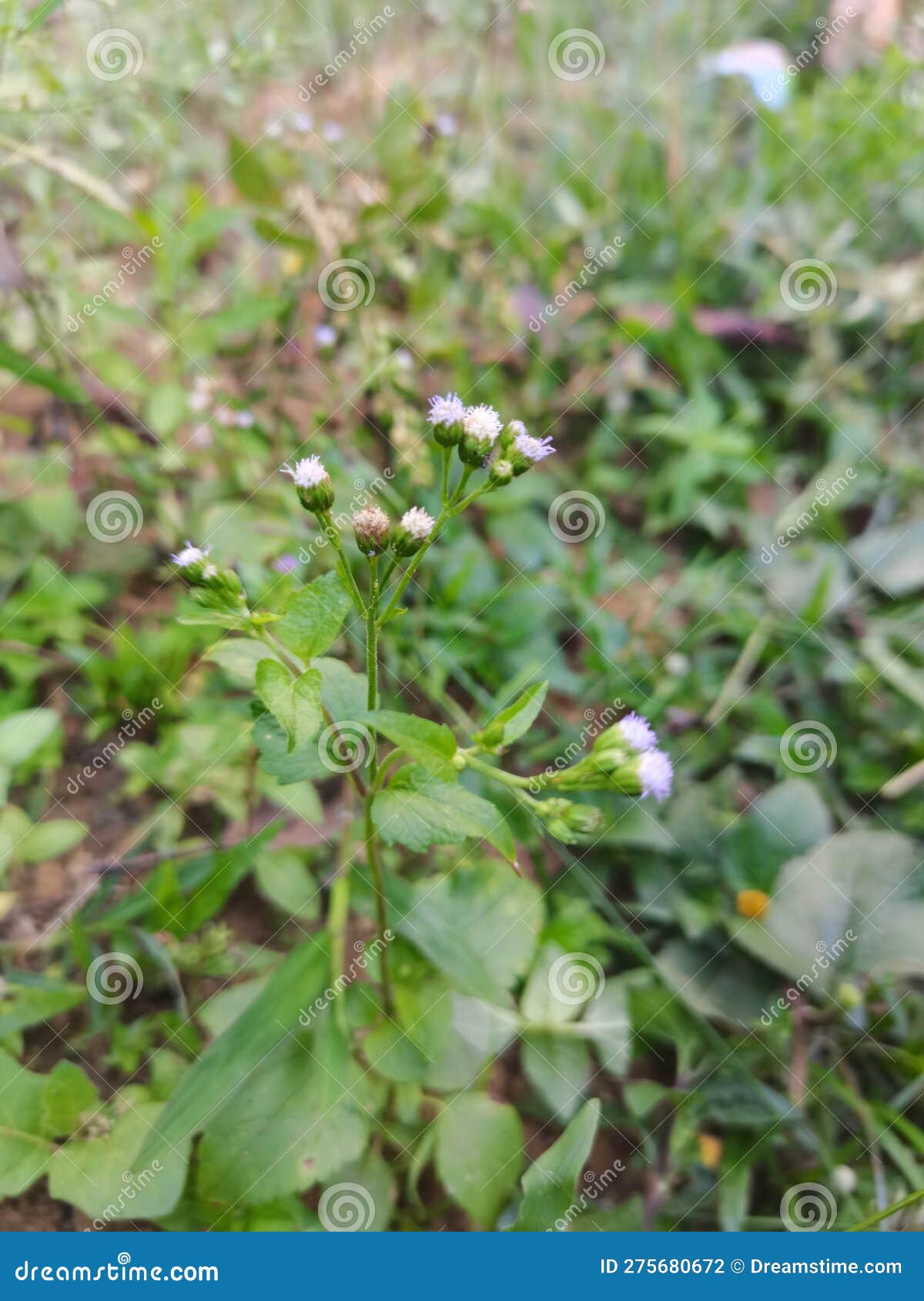 Ageratum Conyzoides Also Known As Billy Goat-weed, Chickweed, Goat-weed ...