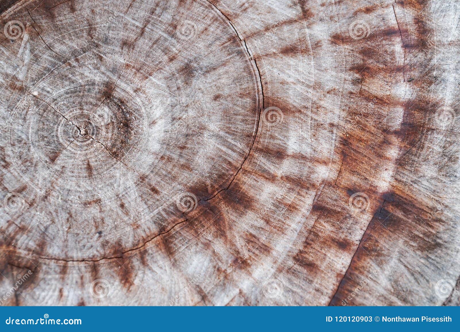 Ages Tree Trunk Slice Pattern Close Up Stock Image - Image of texture ...