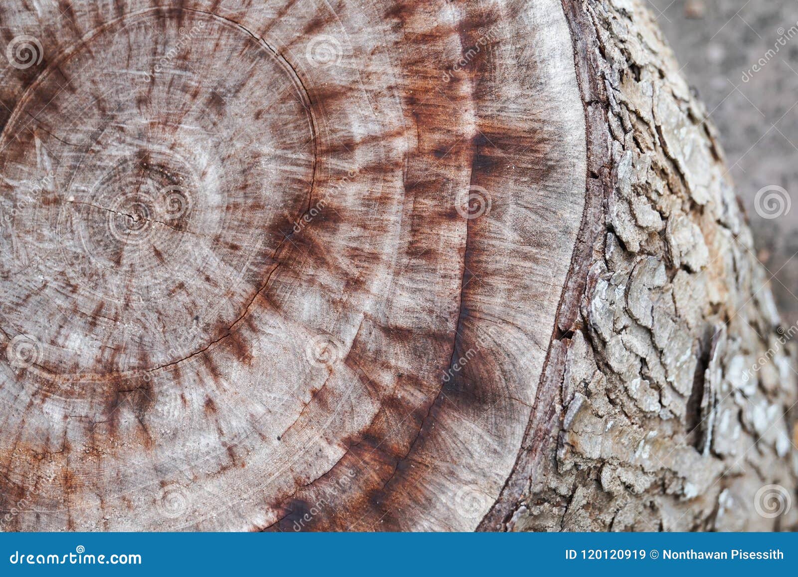 Ages Tree Trunk Slice Pattern Close Up Stock Image - Image of nature ...