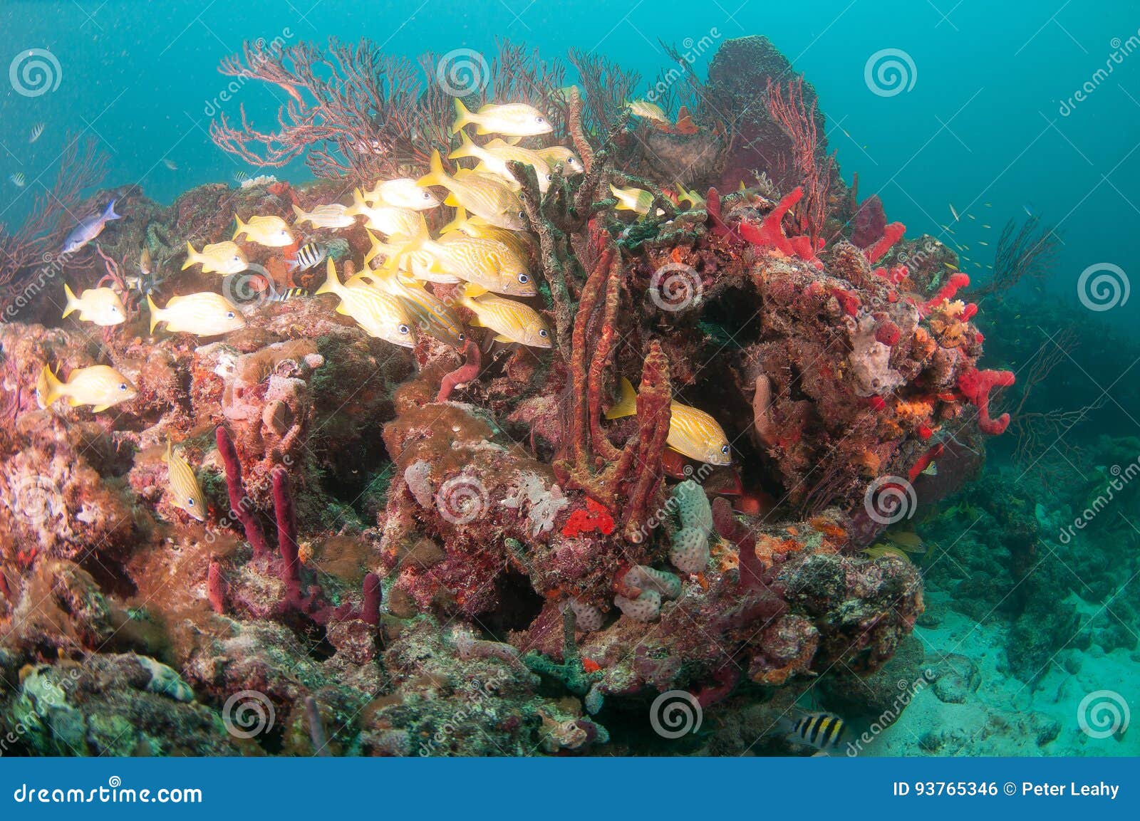 An Aggregate of Species Schooling Above a Coral Reef. Stock Photo ...