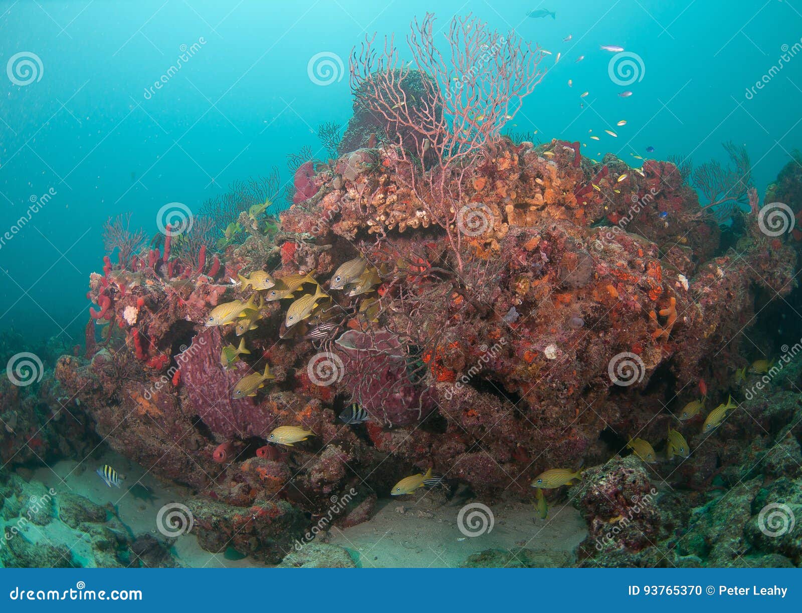 An Aggregate of Species Schooling Above a Coral Reef. Stock Photo ...