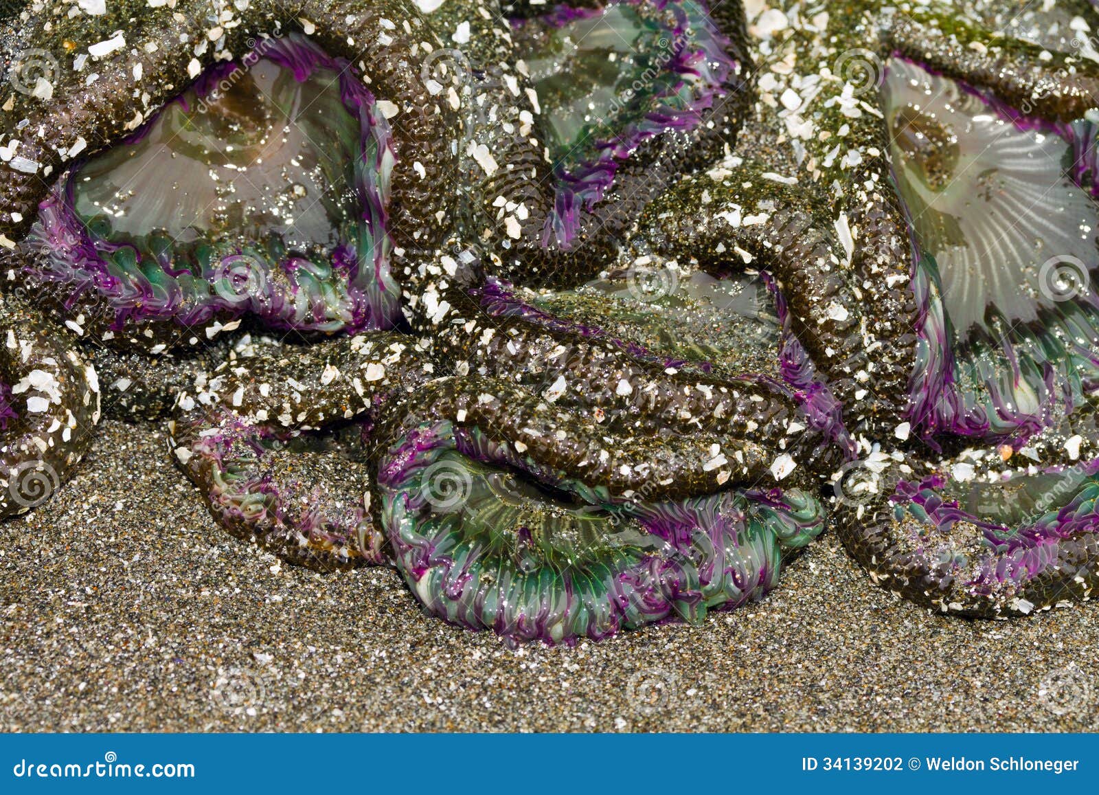 Aggregating Purple Anemones Stock Photo - Image of nature, tentacle ...