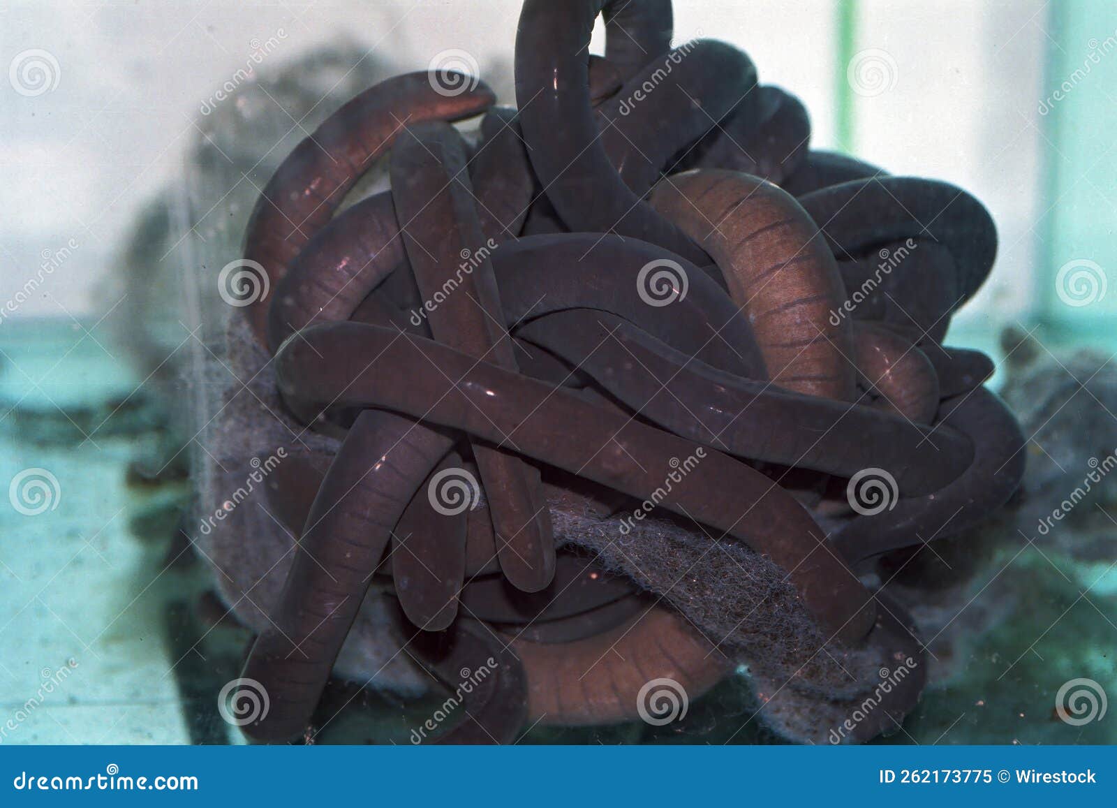 Aggregation of Aquatic Caecilians, Typhlonectes Compressicauda Stock ...