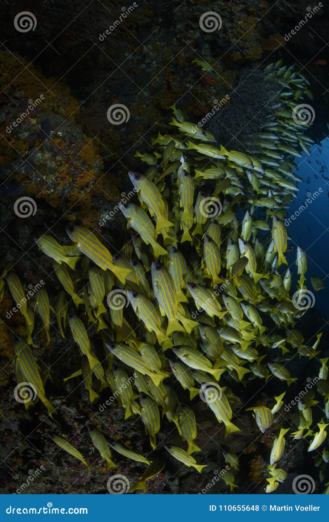 Aggregation Of Yellow Fish In Blue Waters Of Maldives Royalty-Free ...