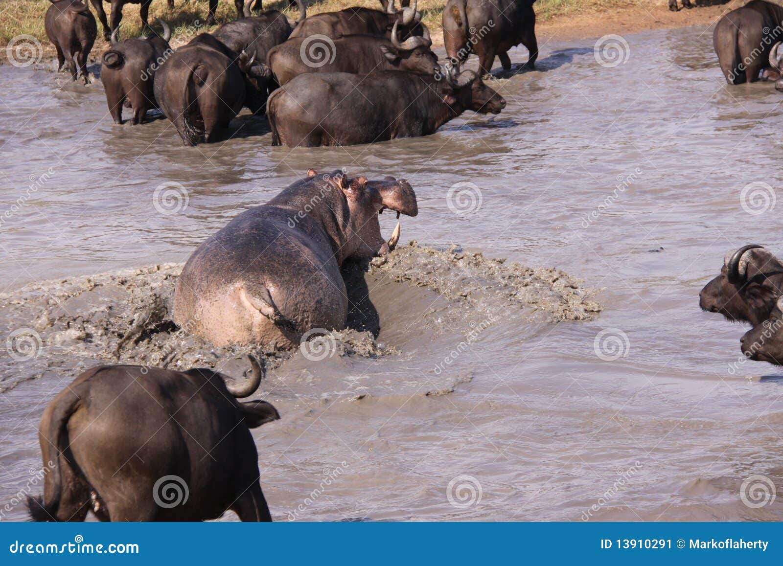 Aggresive Hippo Chasing Cape Buffalo Stock Image - Image of africa ...
