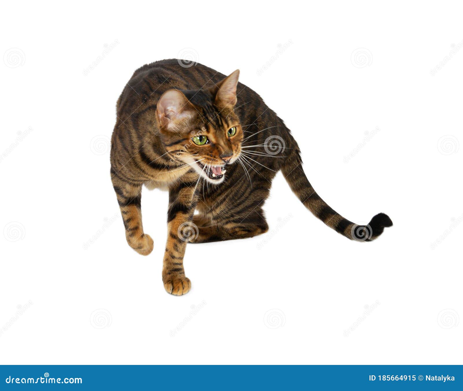 Aggression Cat Breed Toyger Hisses Stock Image - Image of fear ...