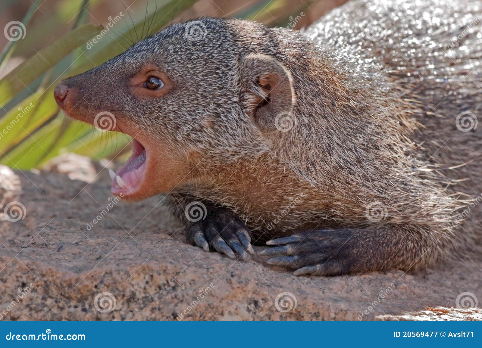 Aggression mongoose stock image. Image of branch, close - 20569477