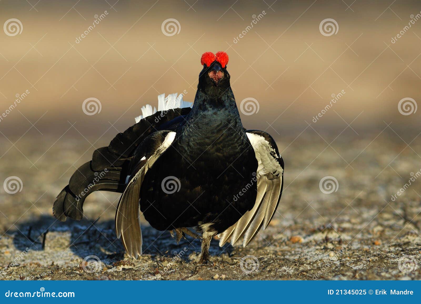 Aggressiv orre fotografering för bildbyråer. Bild av morgon - 21345025