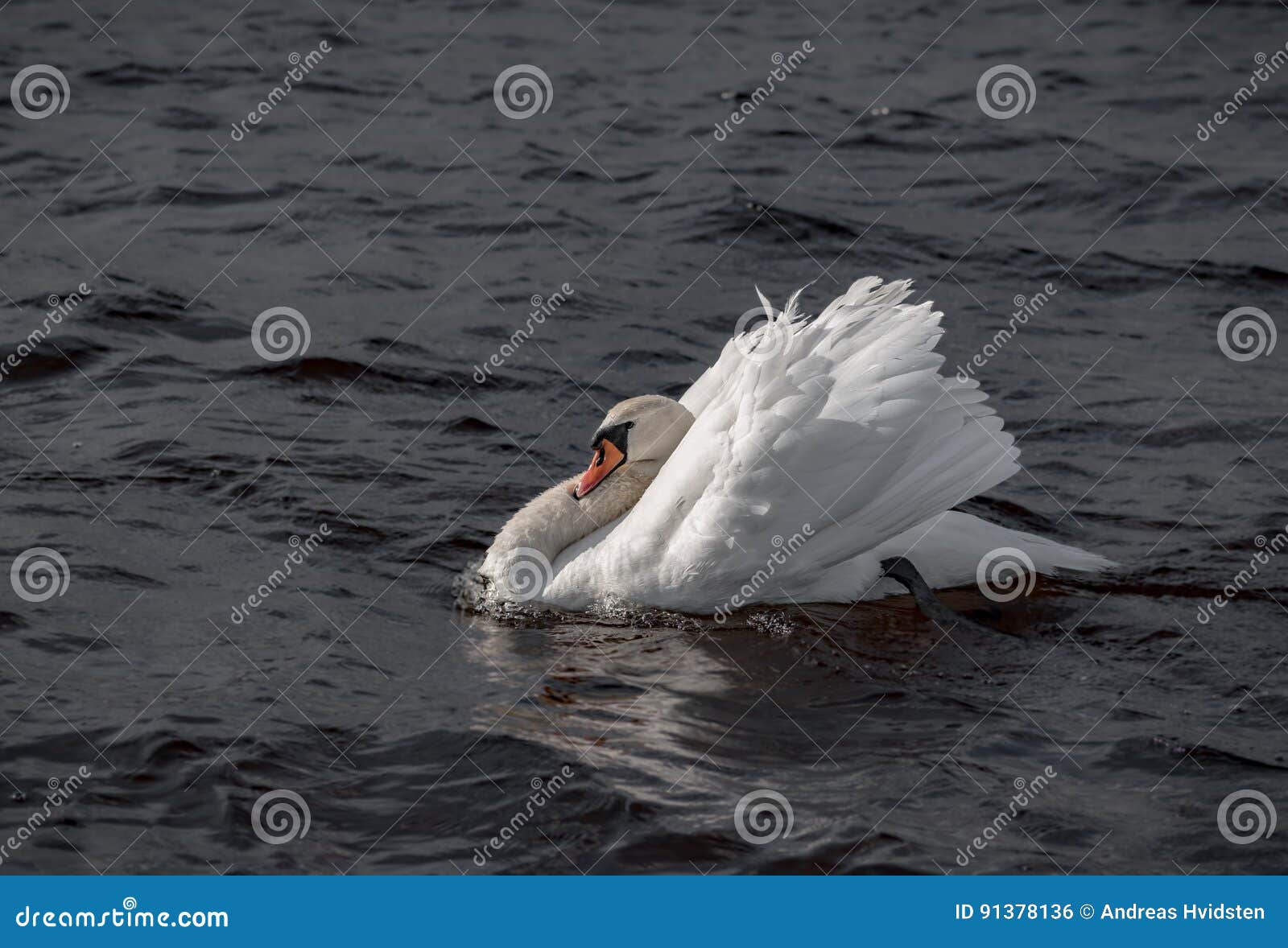 Aggressiv svan arkivfoto. Bild av europa, bild, droppe - 91378136