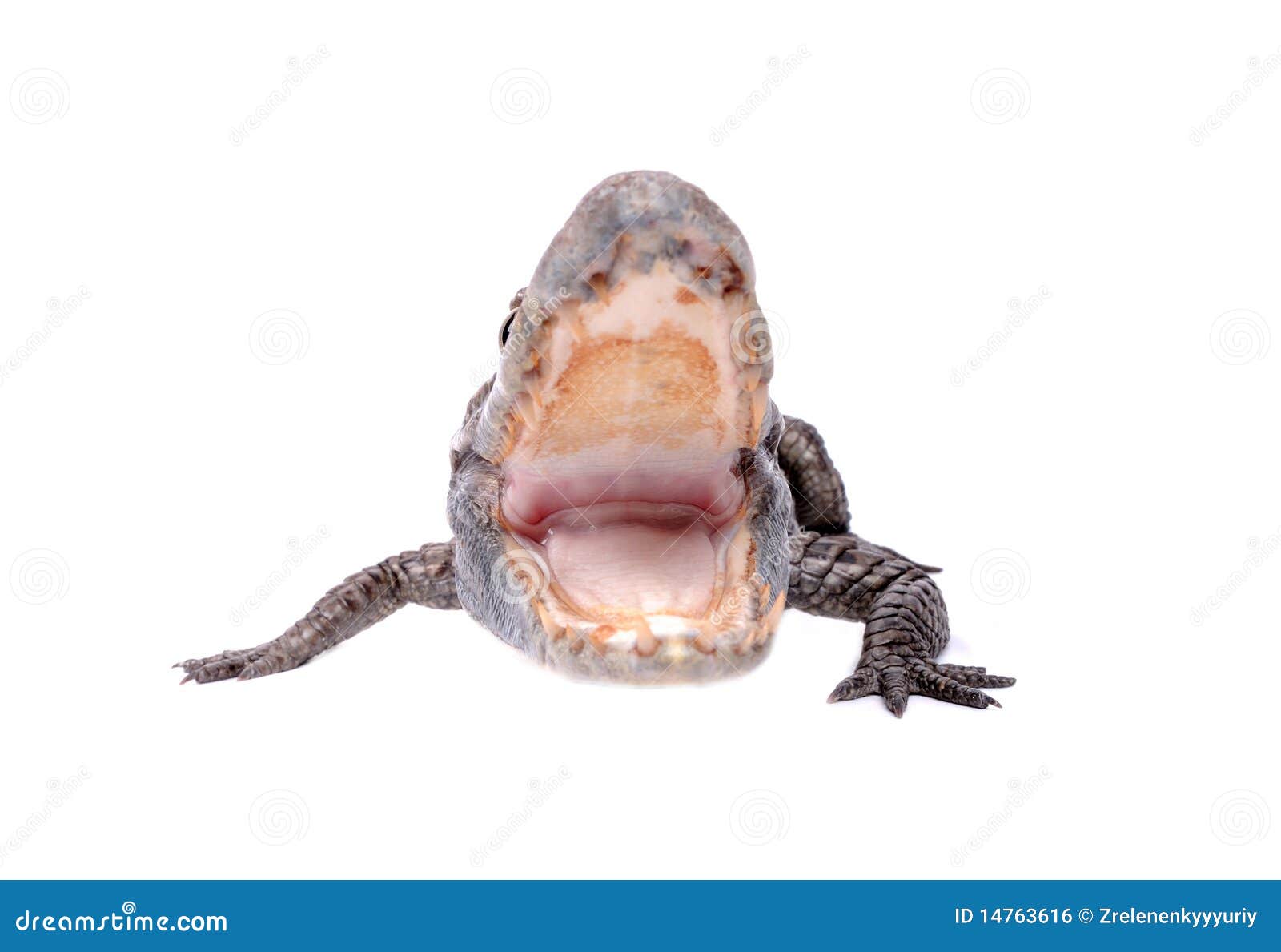 Aggressive alligator stock photo. Image of bite, aquatic - 14763616