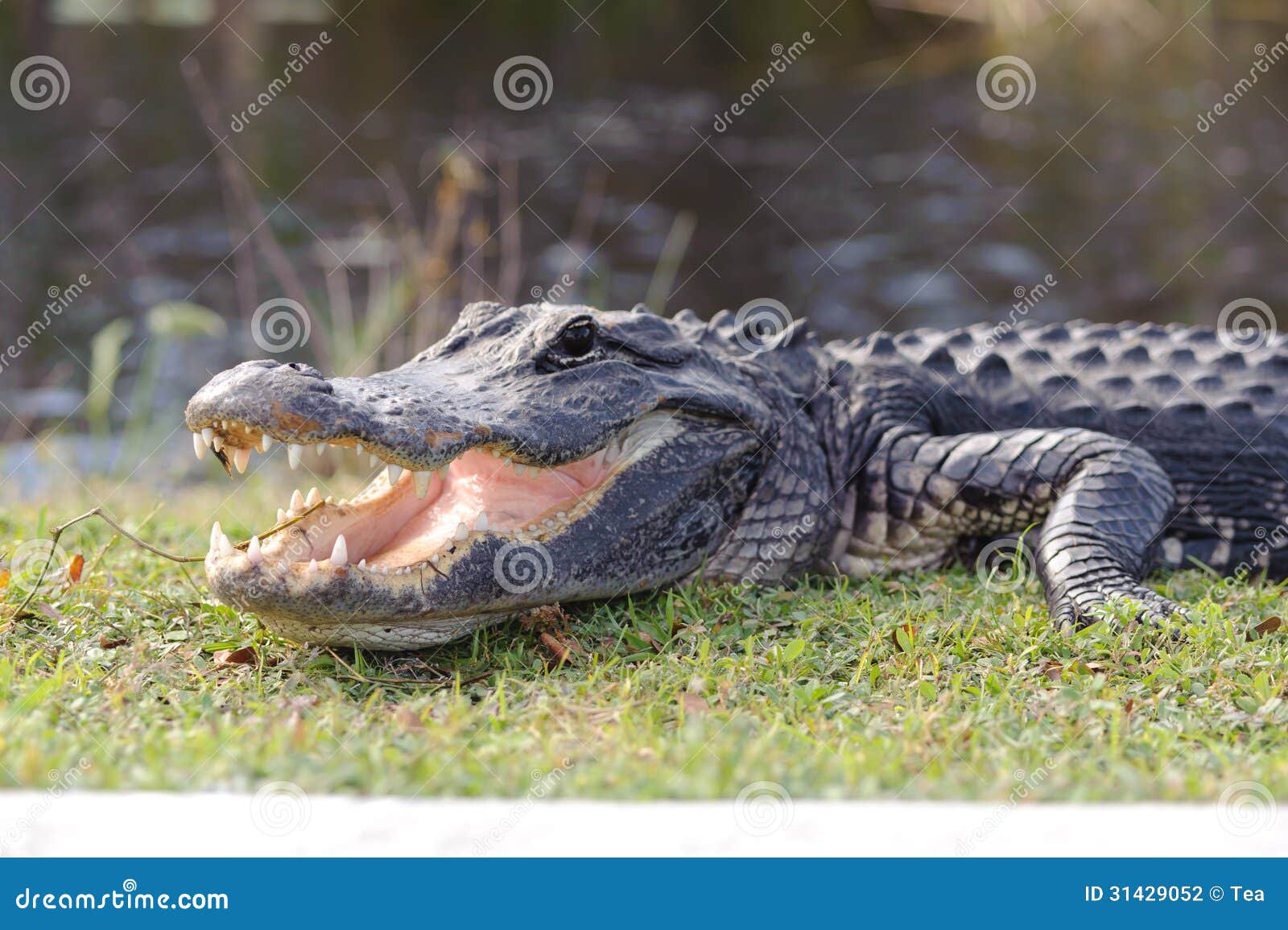 Aggressive alligator stock photo. Image of florida, alligator - 31429052