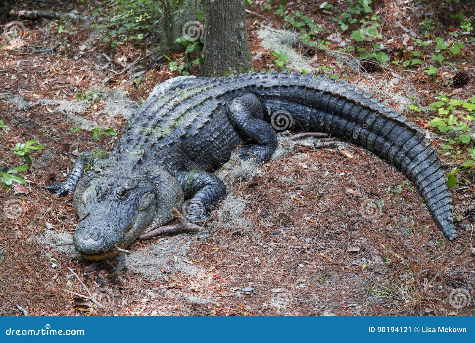 Aggressive alligator stock image. Image of color, leather - 90194121