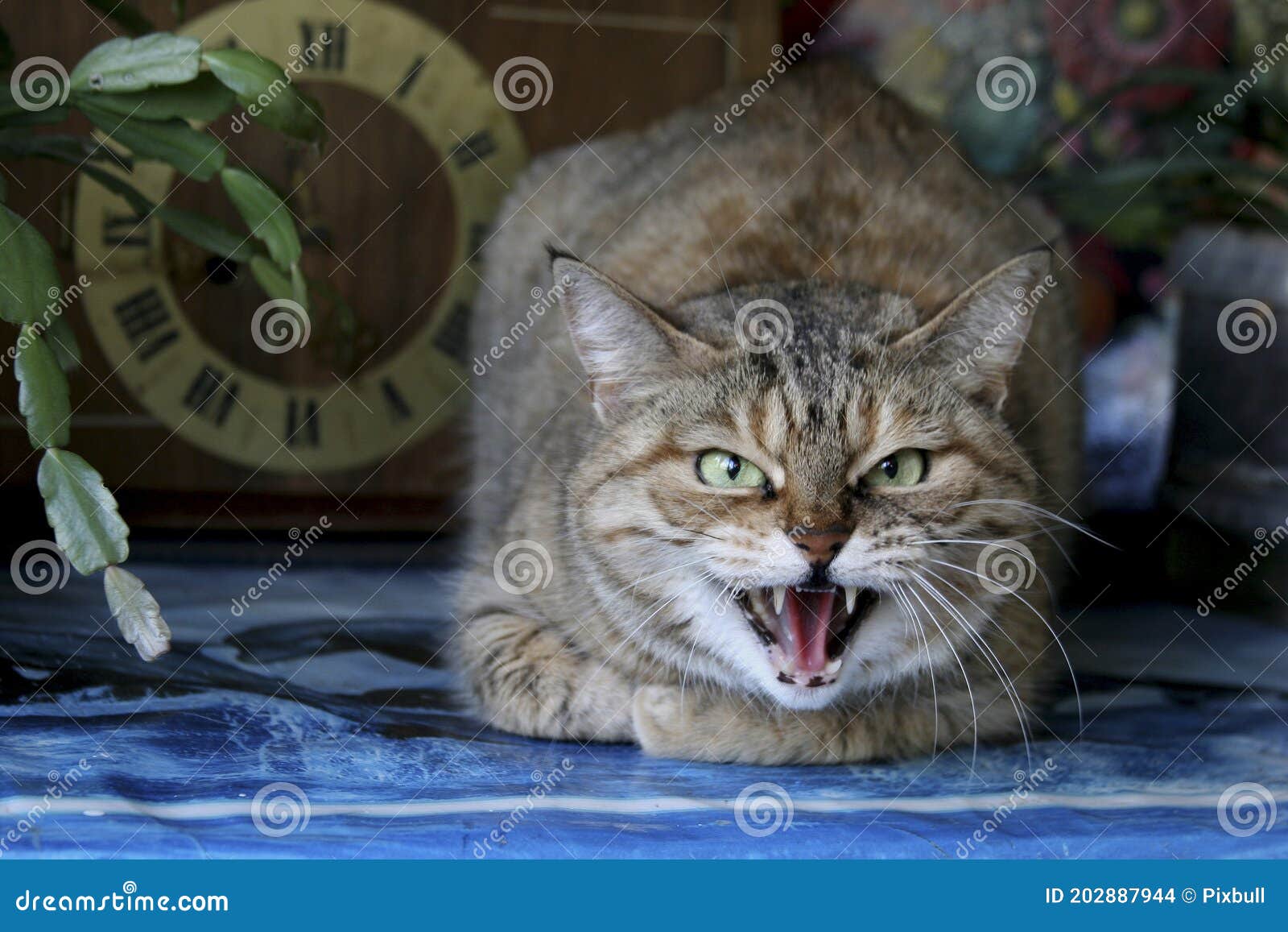 Aggressive, Angry Cat.the Domestic Cat is Angry and Growls Stock Photo ...