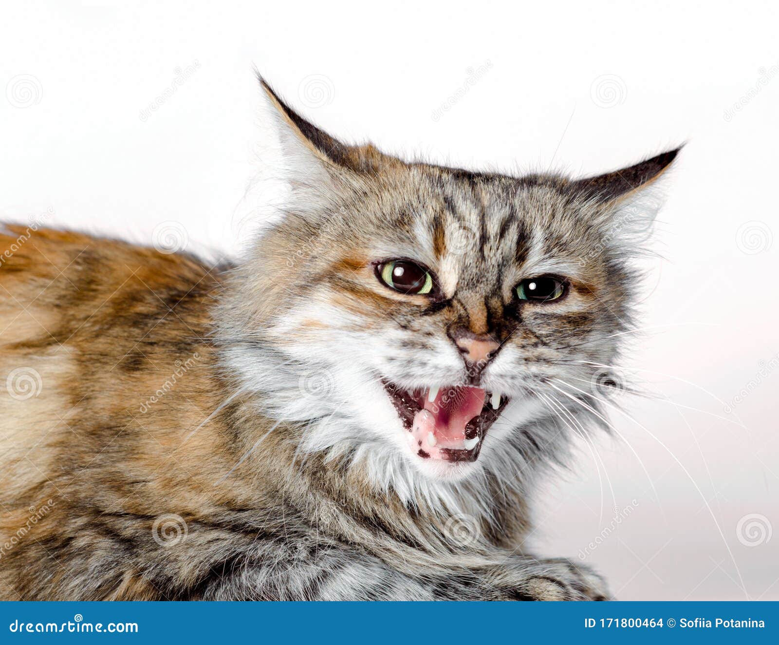 Aggressive Angry Ginger Cat with Open Mouth Stock Photo - Image of ...