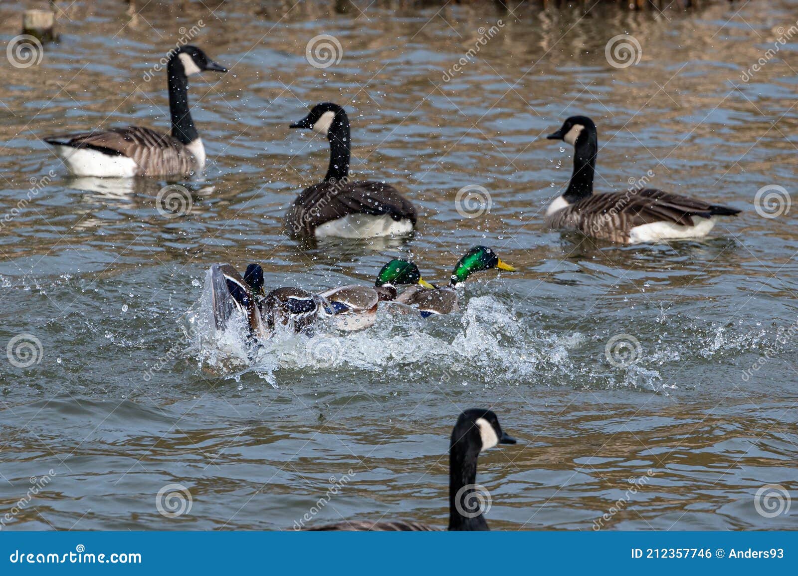 Aggressive Animal Behaviour in Spring with 3 Male Mallard Ducks ...