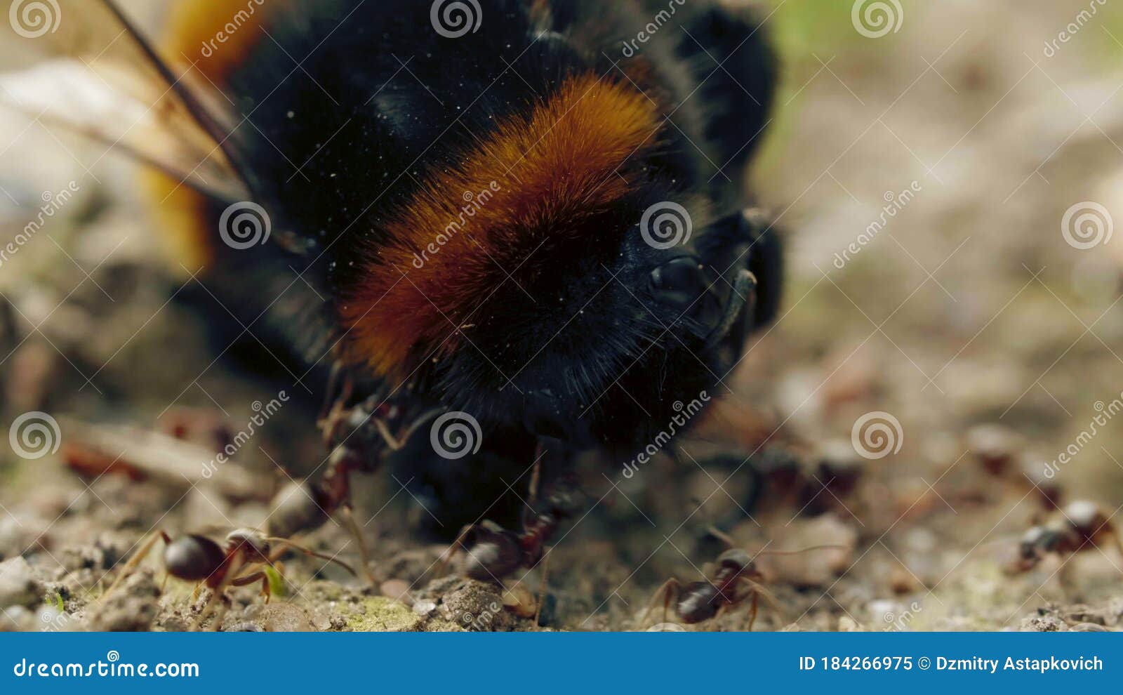 Aggressive Attack of Ants To Bumblebee on the Ground in Forest Stock ...