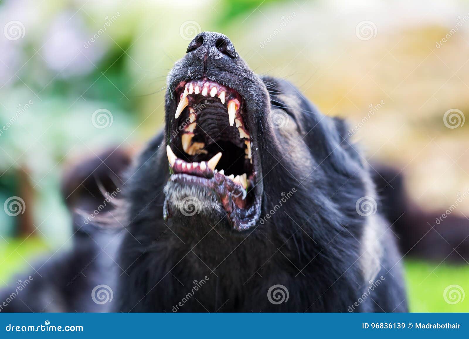 Aggressive Dog Barking Dog Dangerous Animal Affright Royalty-Free Stock ...