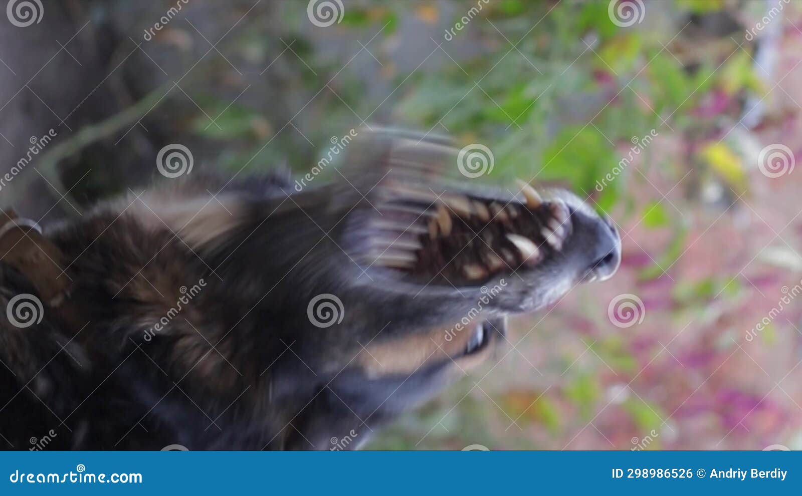 Aggressive Barking Old German Shepherd. Aggressive Dog Shows Dangerous ...