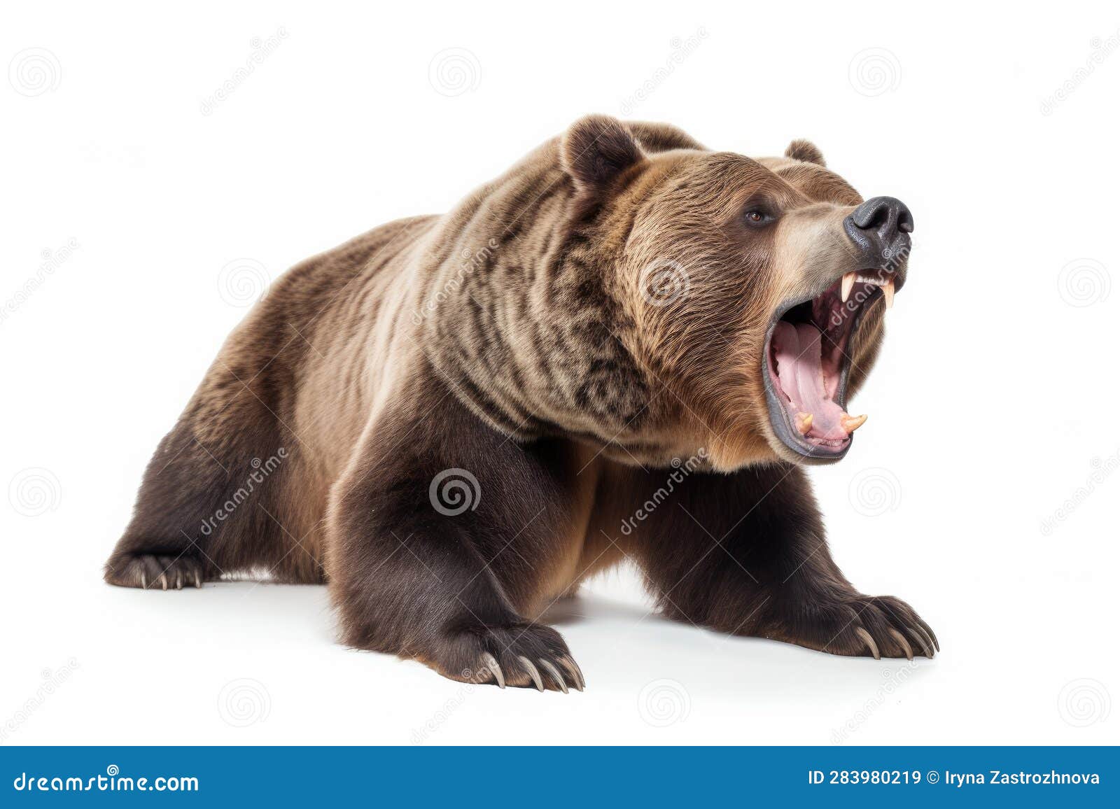 Aggressive Bear with Open Mouth on a White Background Stock ...
