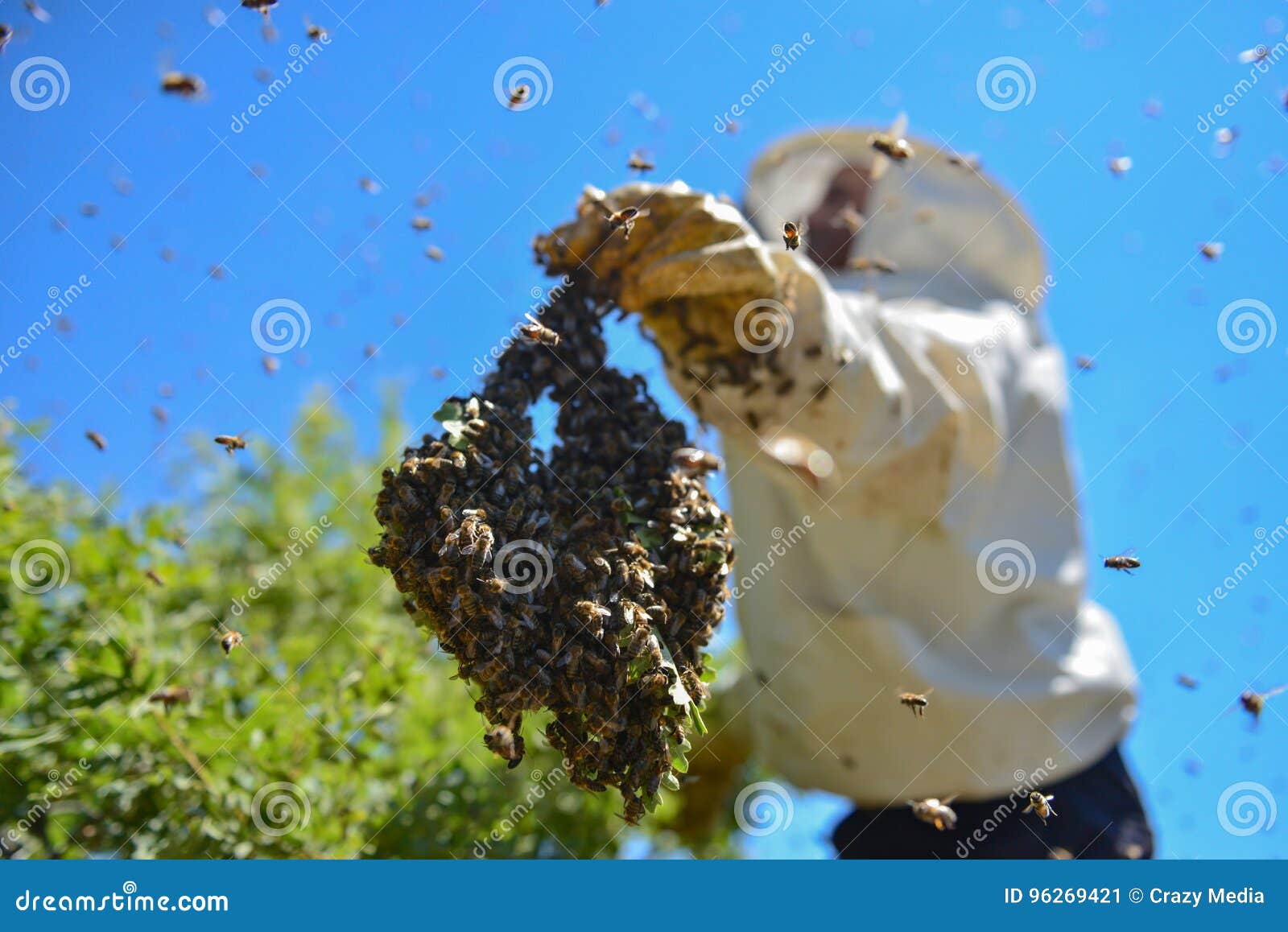 Aggressive Bees and the Bee Colony Stock Image - Image of healthy ...