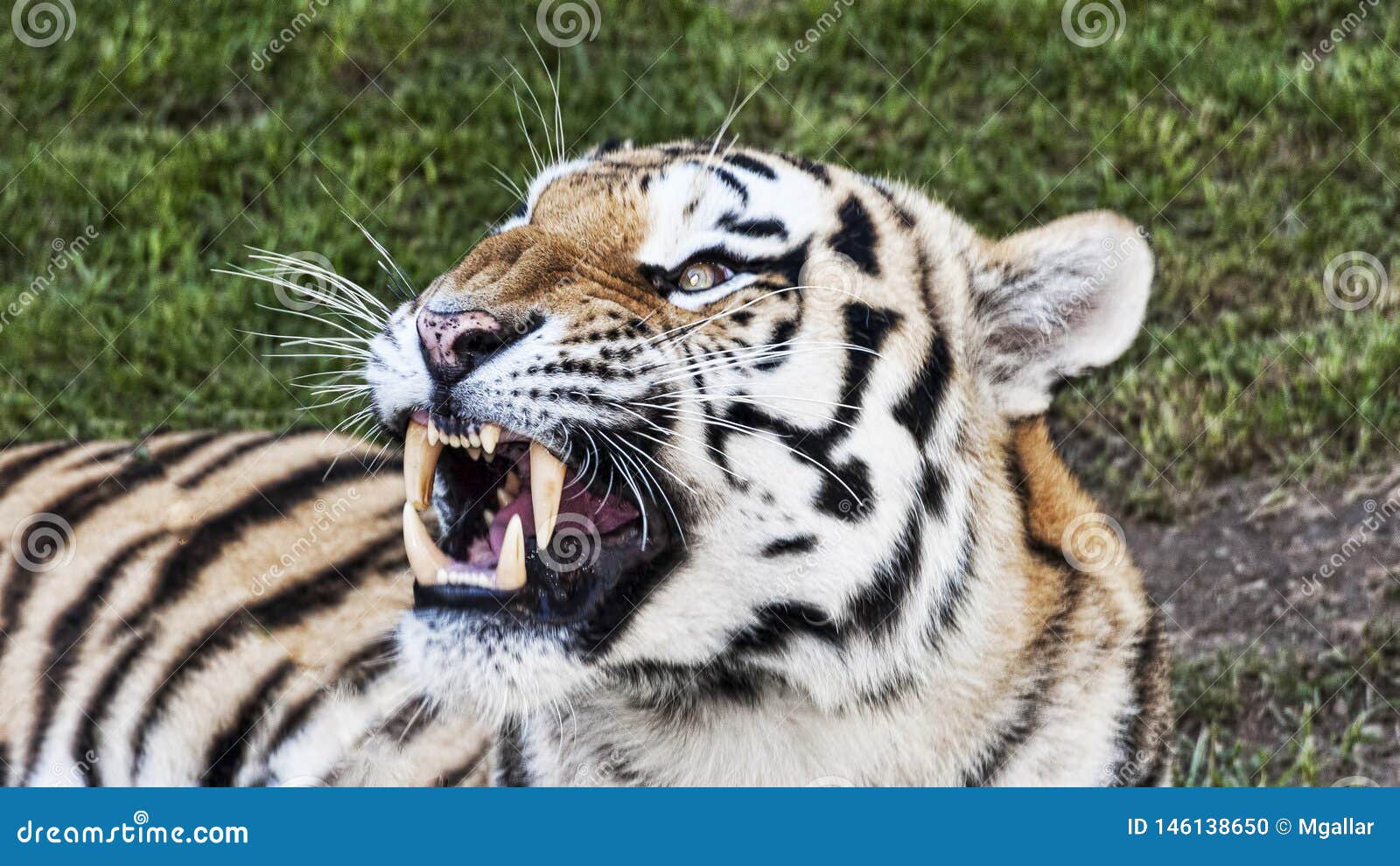 An Aggressive Bengal Tiger Portrait Stock Photo - Image of beauty ...