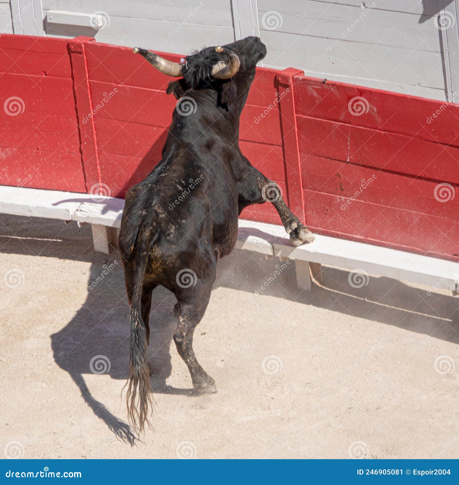 Aggressive black bull stock image. Image of violence - 246905081