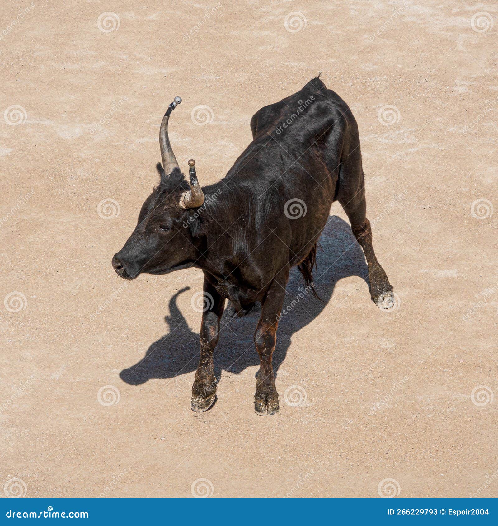 Aggressive black bull stock image. Image of black, bravery - 266229793