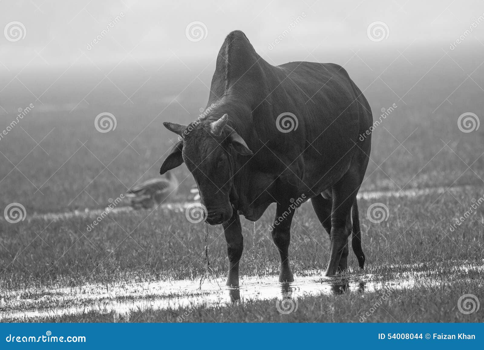 Aggressive Black Bull stock photo. Image of animal, birth - 54008044