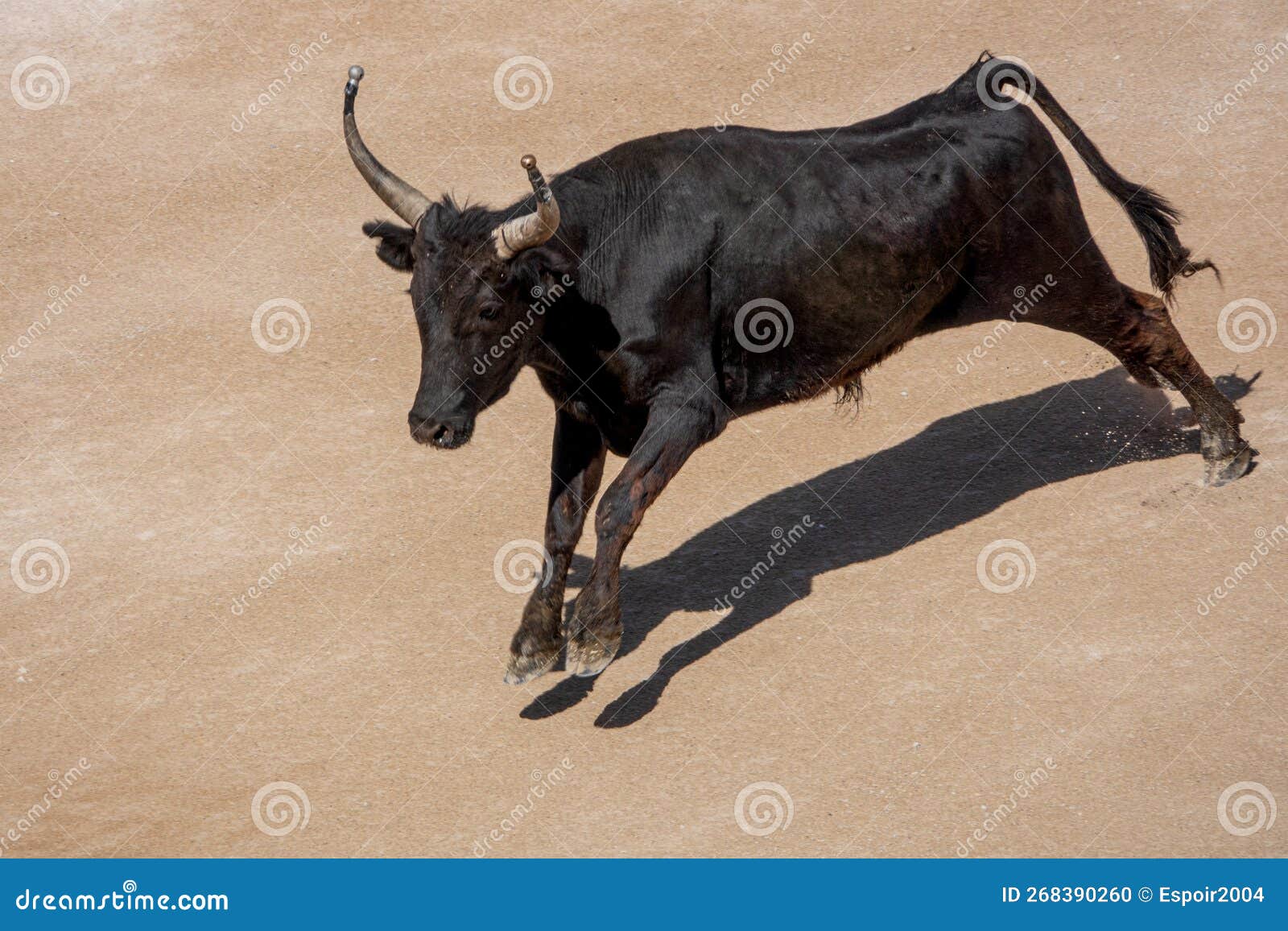 Aggressive black bull stock photo. Image of taurus, aggressive - 268390260