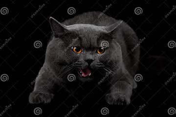 Aggressive Black Cat in Dark Room Stock Photo - Image of hellish ...