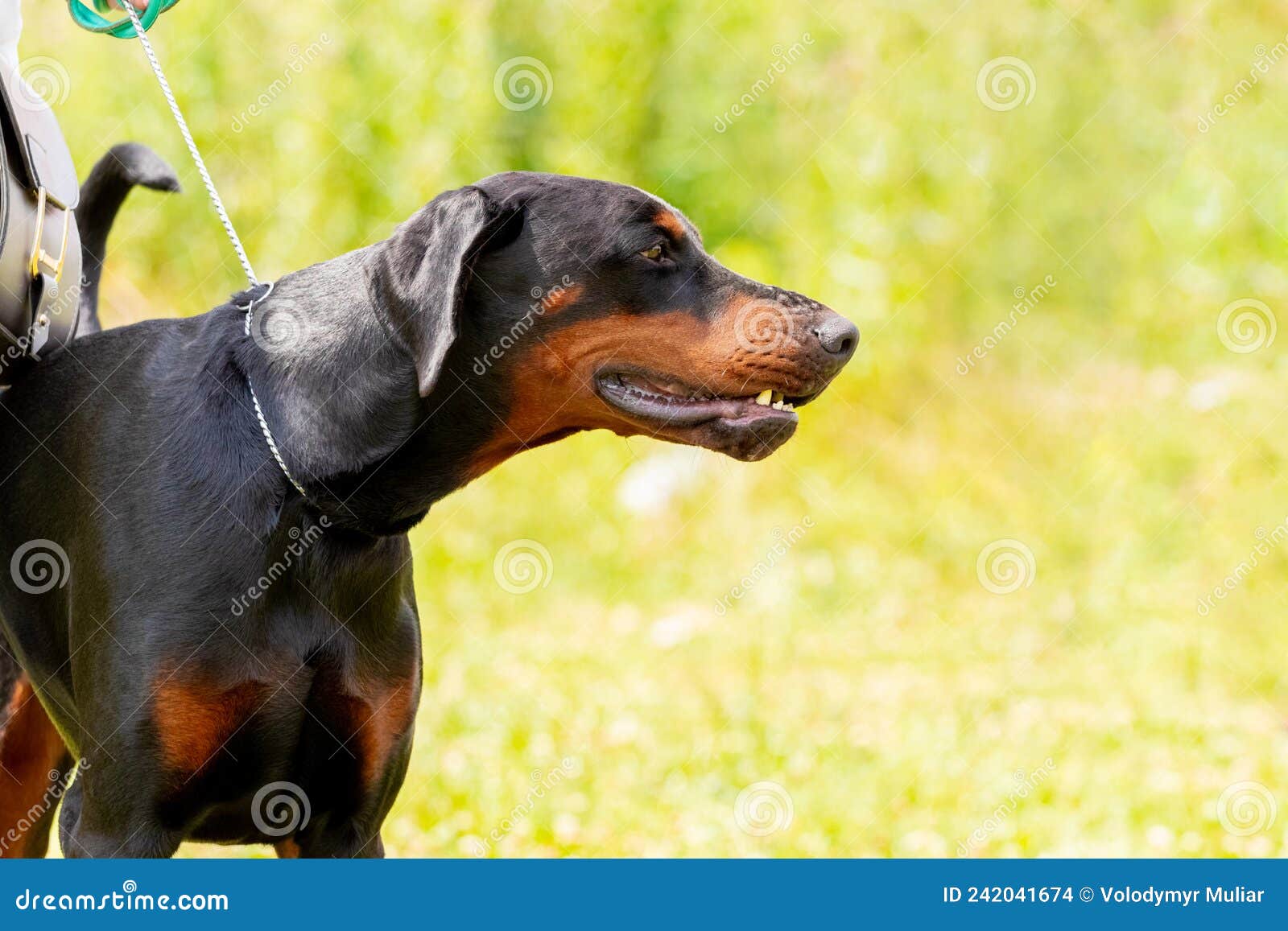 Are Doberman Aggressive