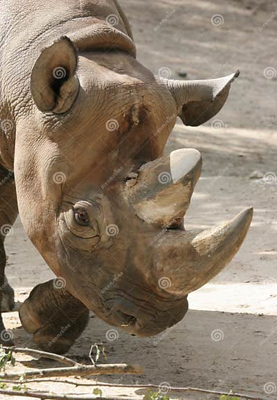 Aggressive Black Rhino stock photo. Image of fierce, animal - 19178540