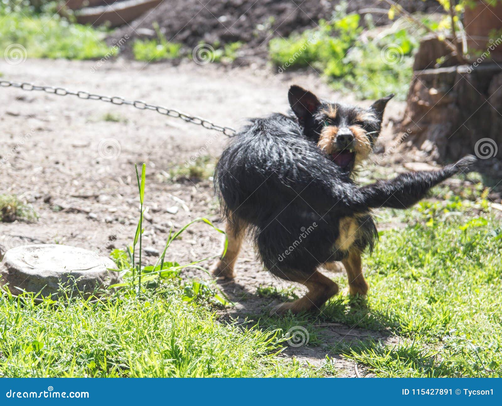 Aggressive blind house dog stock image. Image of anger - 115427891