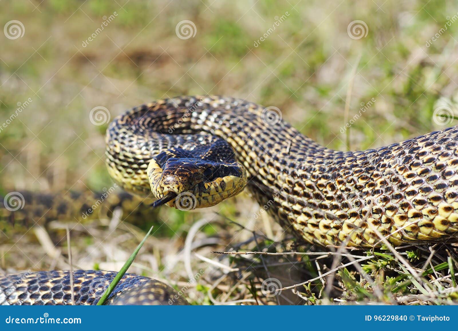 Aggressive blotched snake stock photo. Image of poikilotherm - 96229840