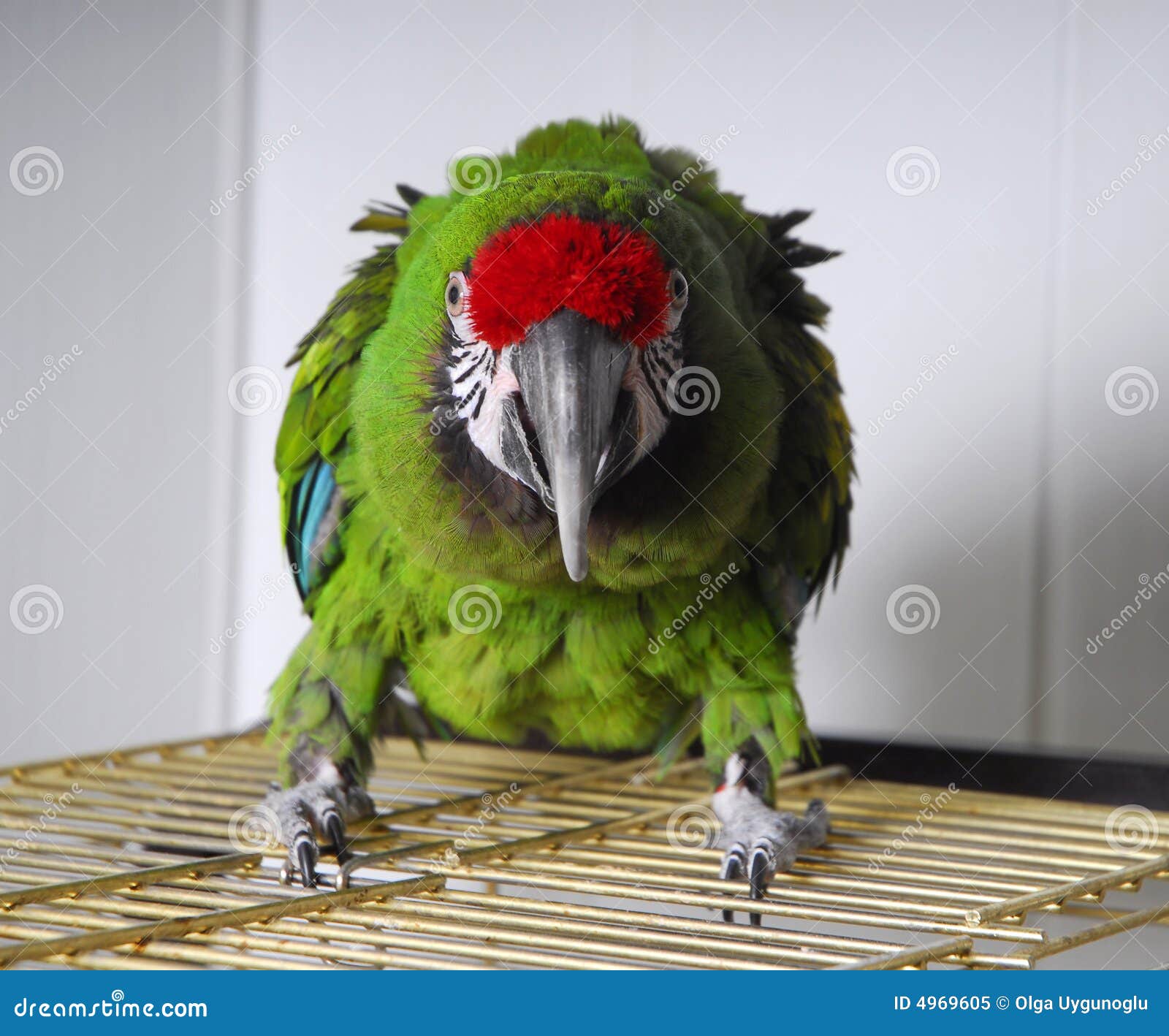 Aggressive bright parrot stock image. Image of pets, tropical - 4969605