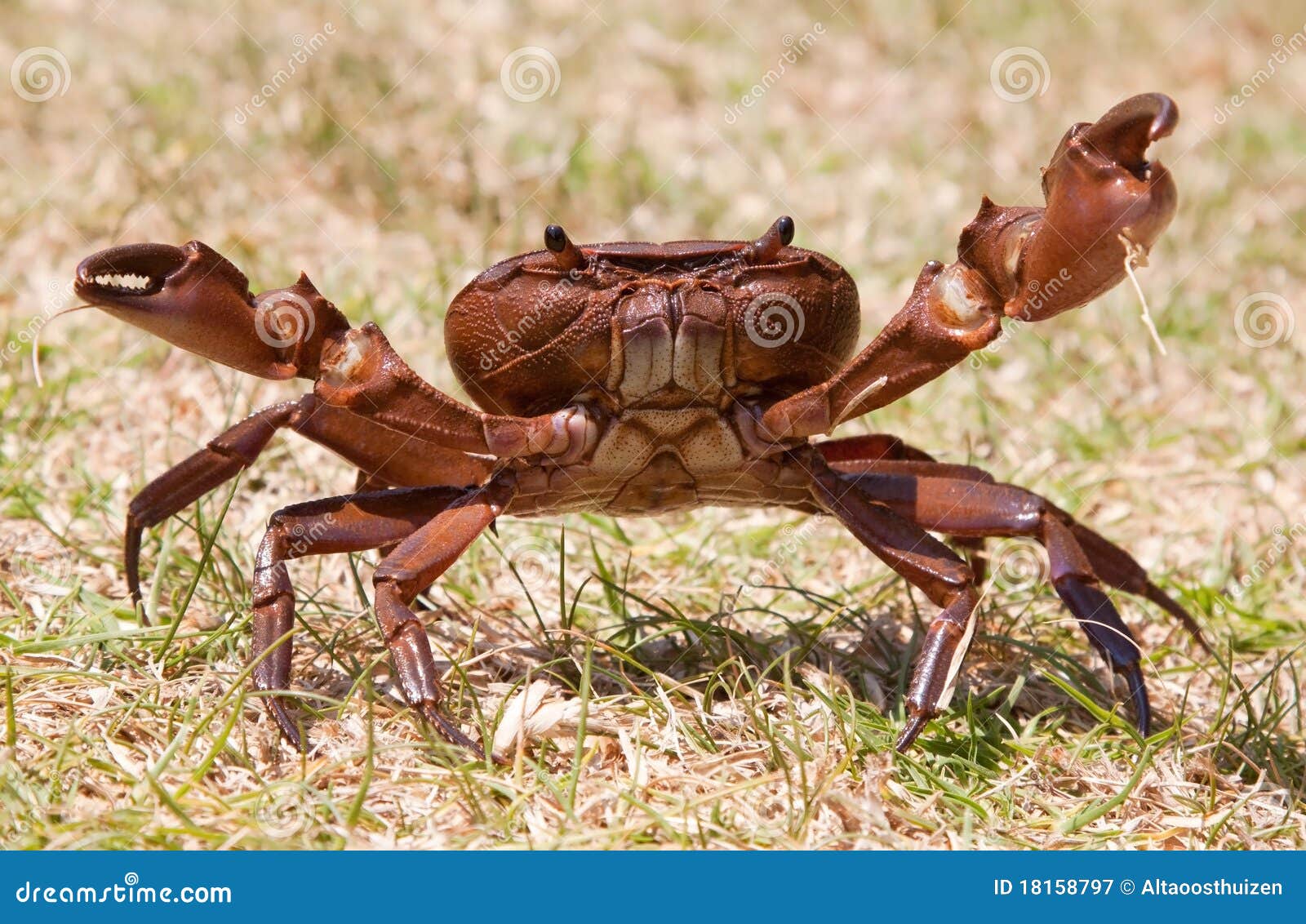 Aggressive Brown Crab On Grass Standing Royalty Free Stock Photography ...