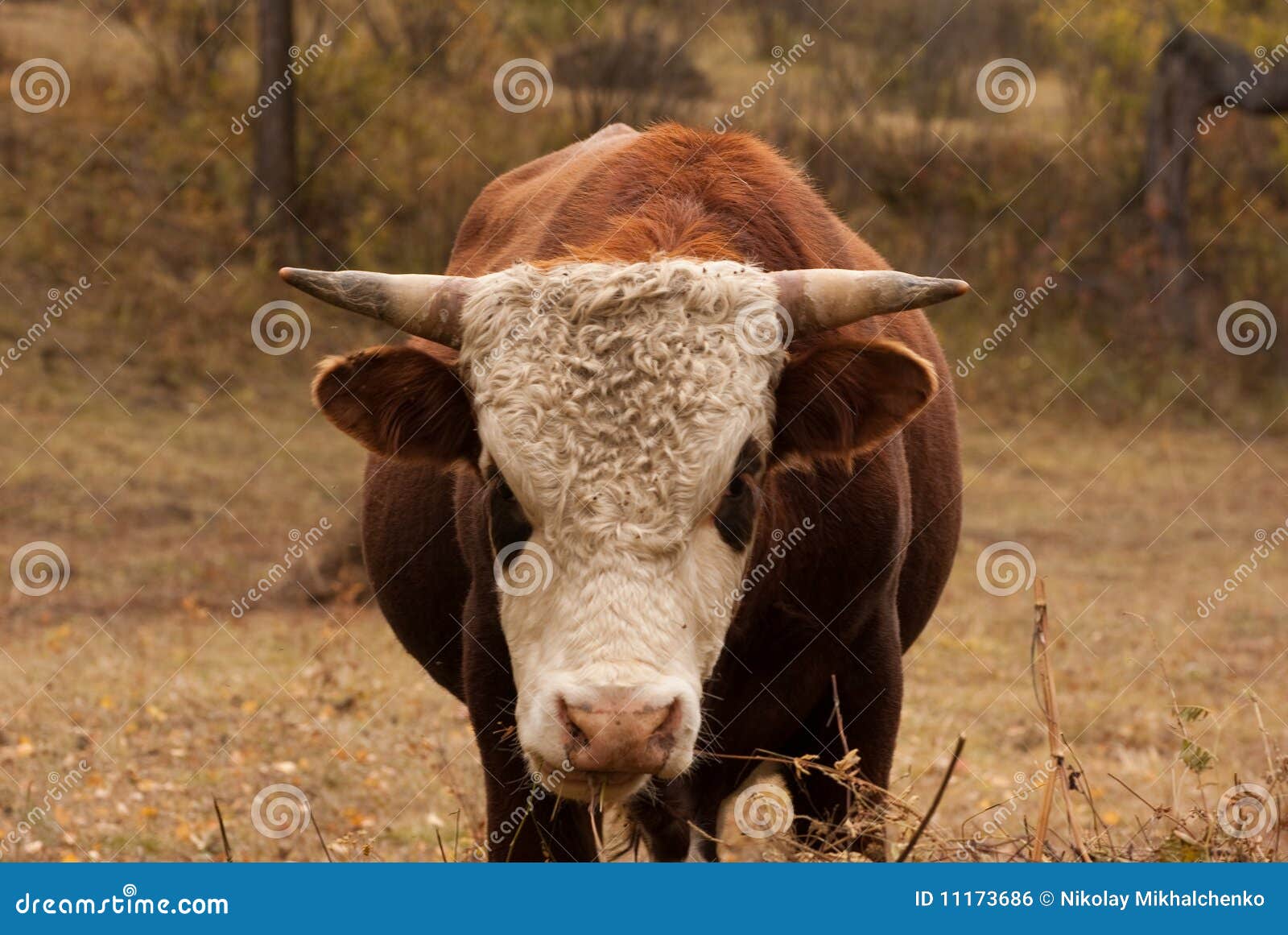 Aggressive bull stock photo. Image of horn, watch, mammal - 11173686