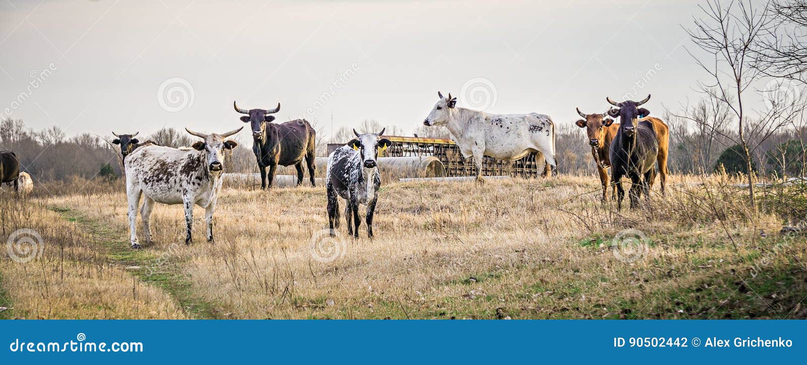 Aggressive Bulls Staring at Camera at the Farm Stock Photo - Image of ...